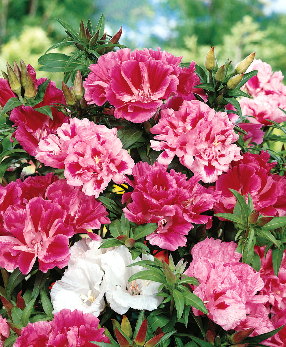 Godetia 'Azalea Flowered Mix' | Joes Garden Centre